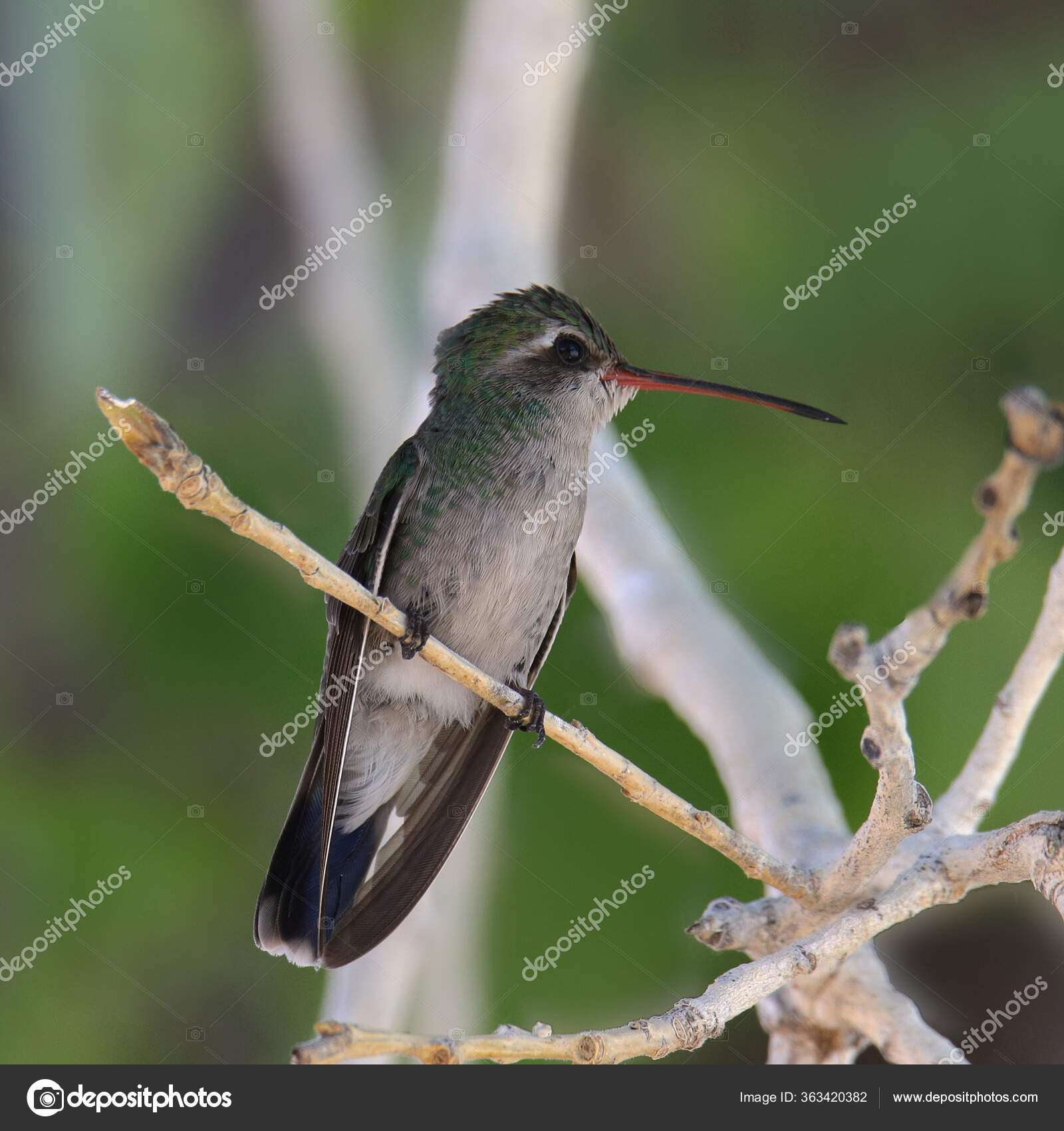 Broad Tailed Hummingbird Female Cynanthus Latirostis — Stock Photo ...