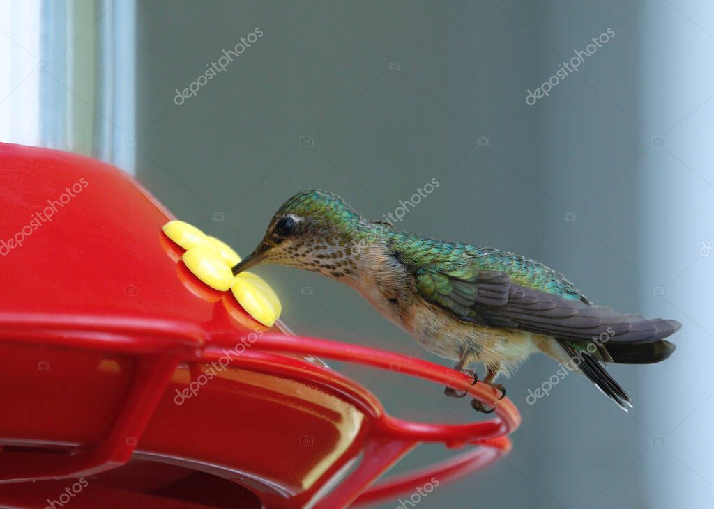 Colibrí de Calíope (inmaduro) bebiendo de un comedero de colibrí ...