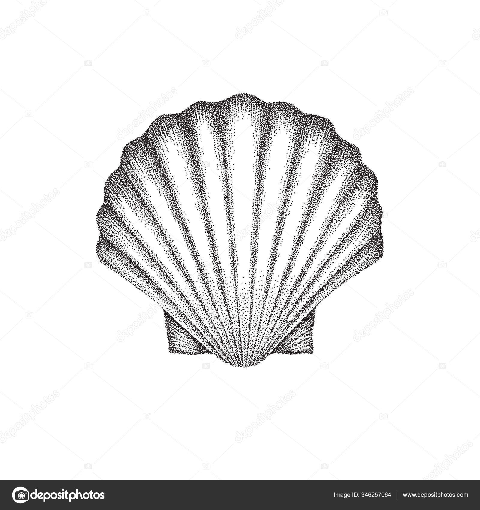 Clipart De Concha De Vieira