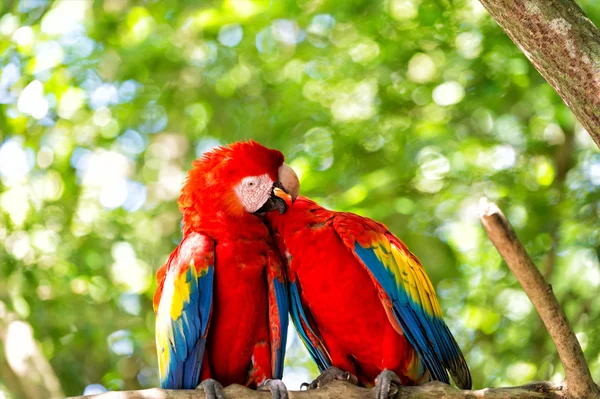 Red ara parrot outdoor Stock Photo by ©stetsik 108170262