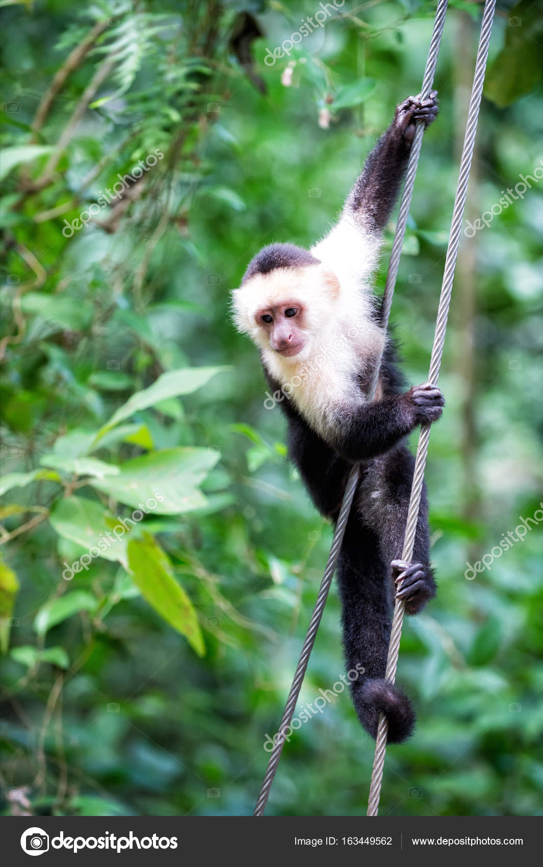 Rainforest Monkeys Hanging