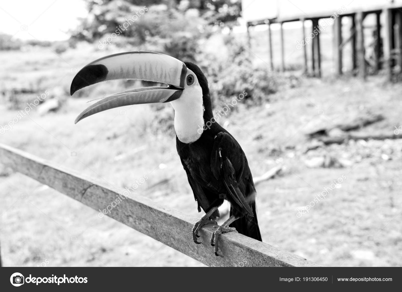 Toco toucan bird in boca de valeria, brazil. Stock Photo by ©stetsik ...