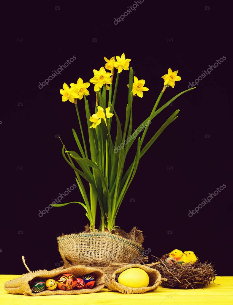 Narcisos de color amarillo creciendo en maceta de saco 2025