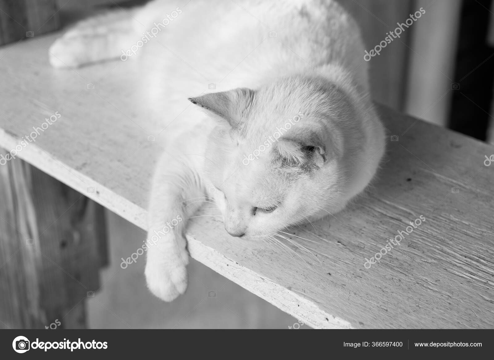 White cat laying on wood Stock Photo by ©stetsik 366597400