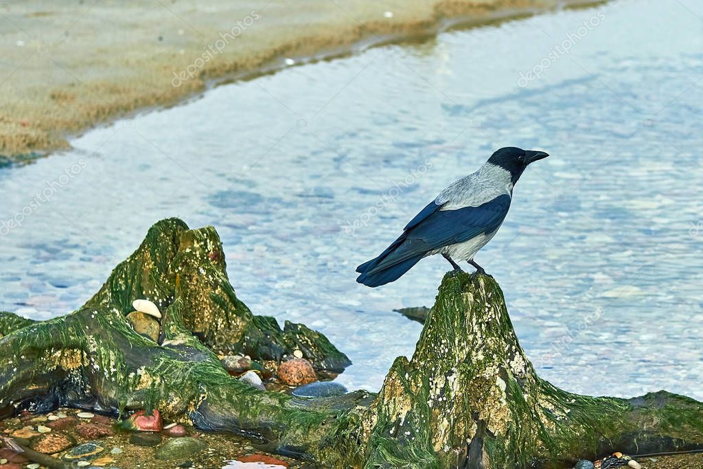Cuervo en la orilla del mar. Cuervo recoge alimentos entre algas ...