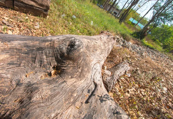 Trunk piling Stock Photos, Royalty Free Trunk piling Images | Depositphotos