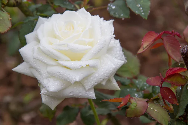 Snowflake rose Stock Photos, Royalty Free Snowflake rose Images ...