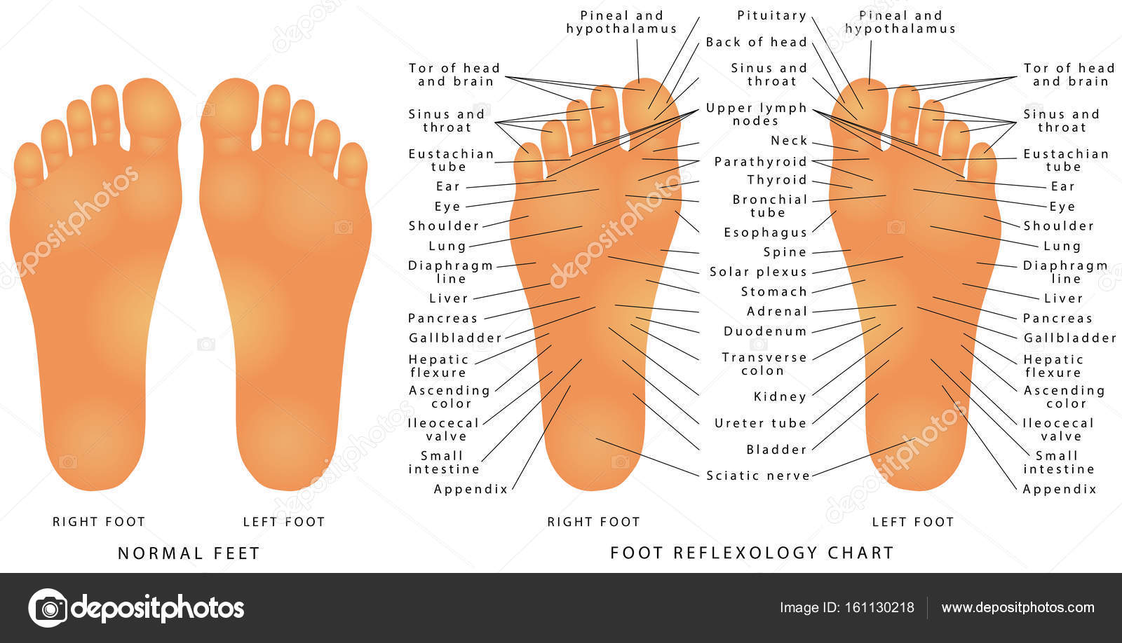 Foot Reflexology Chart Stock Vector by ©anutuno 161130218