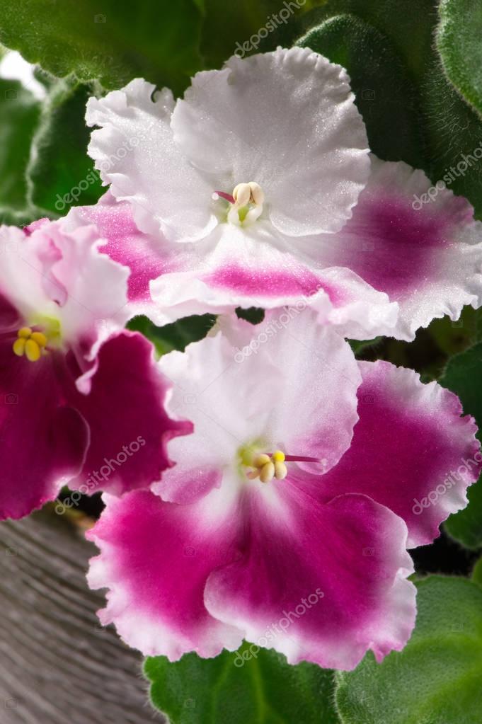 Beautiful white with pink variety of African violets close-up — Stock ...