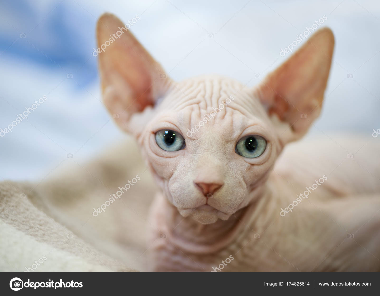 Blue Eyed Sphynx Cat