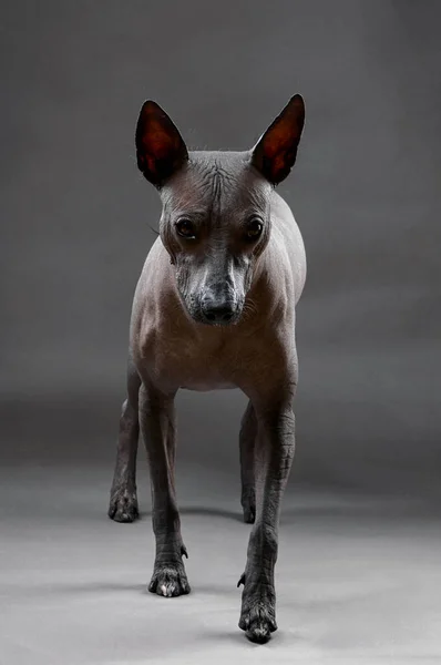 Xoloitzcuintle Mexican Hairless Dog Retrato Cerca Sentado Sobre Fondo ...