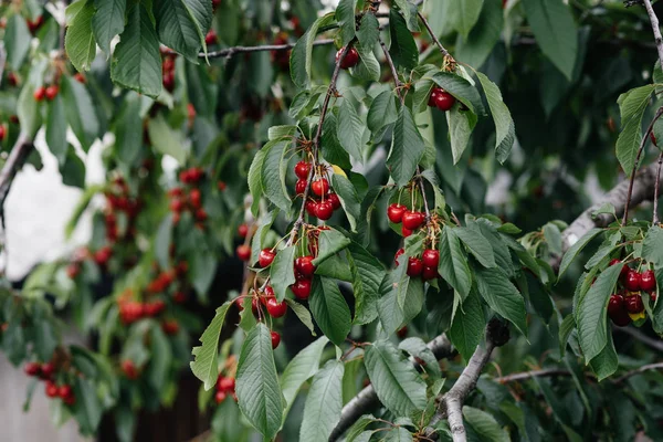 Tibetan cherry tree images libres de droit, photos de Tibetan cherry ...