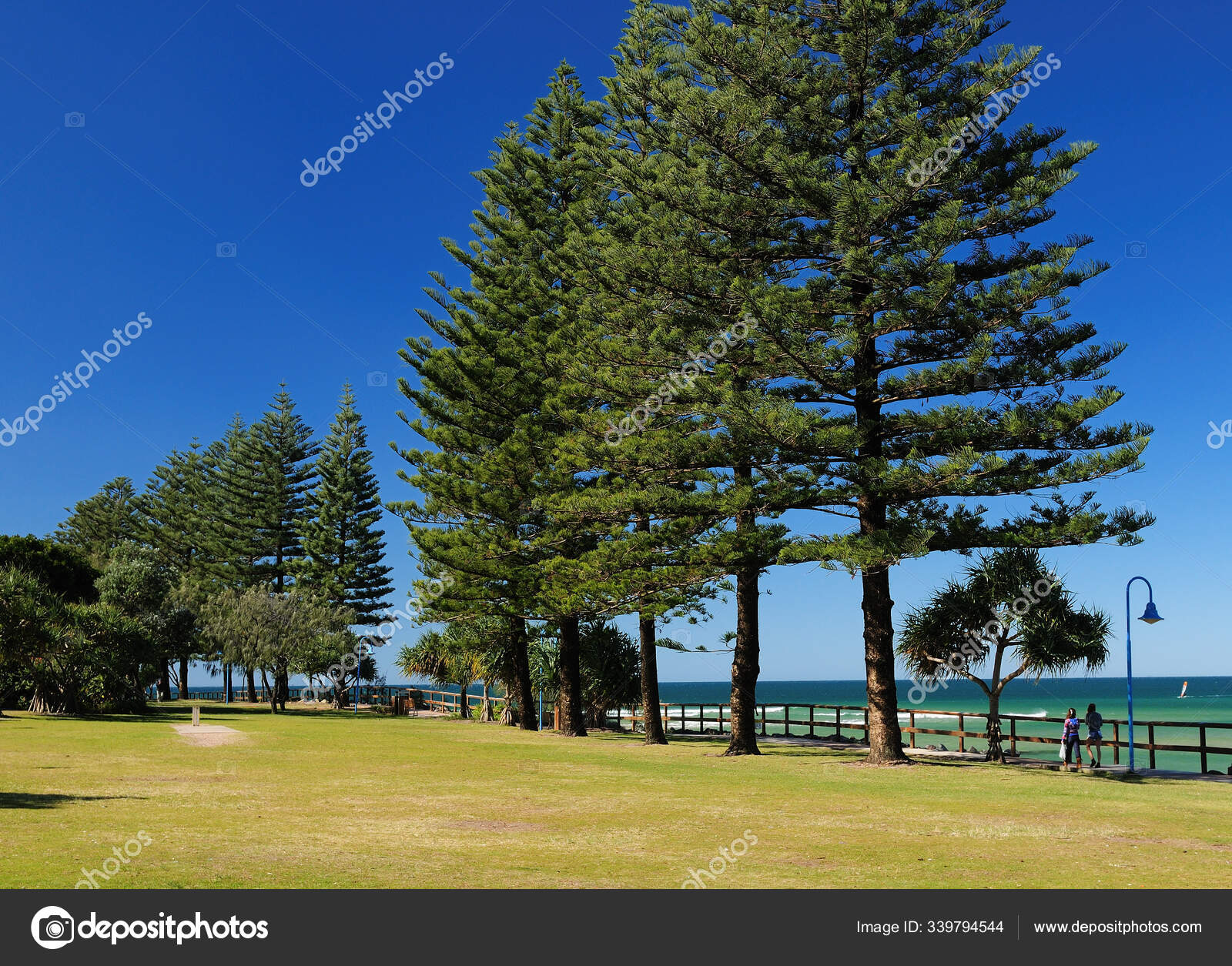 Conifers Aka Monkey Puzzle Trees Sunshine Coast Queensland Australia ...
