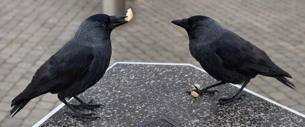 Two crows Stock Photos, Royalty Free Two crows Images | Depositphotos