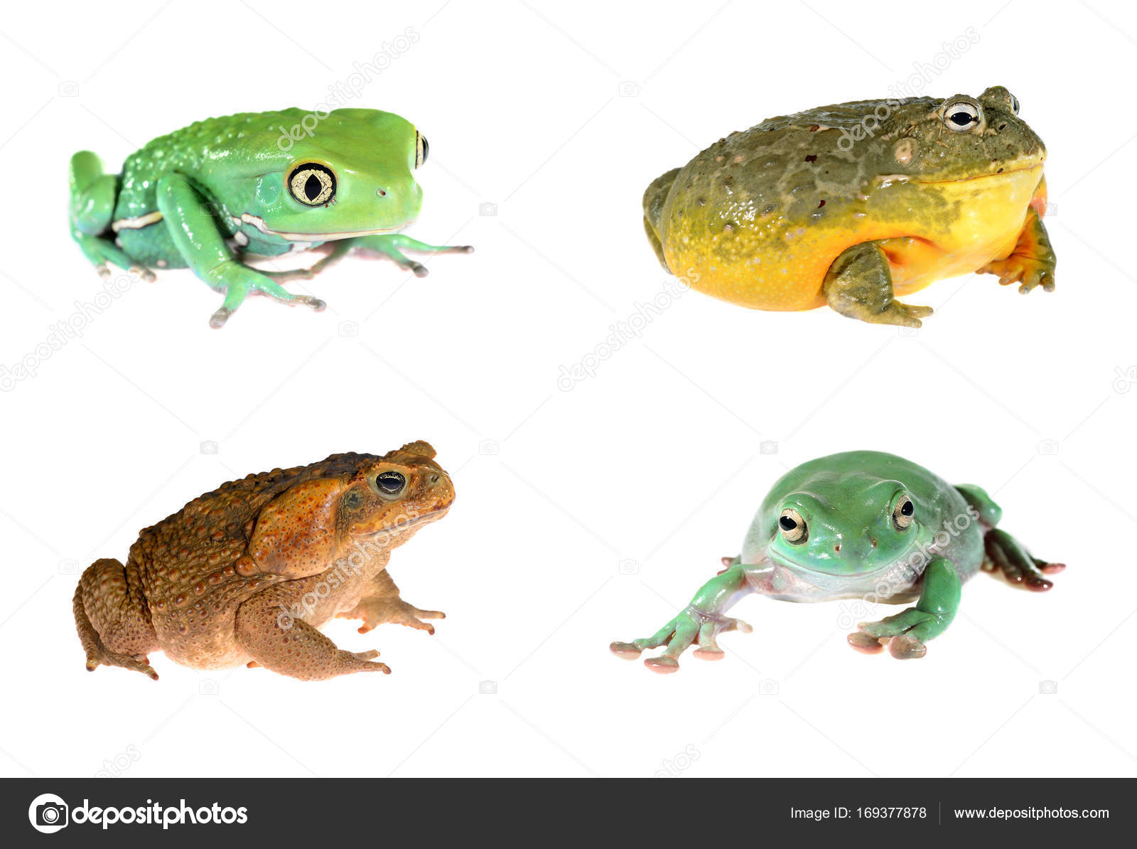Four different frogs Stock Photo by ©alex.stemmer 169377878