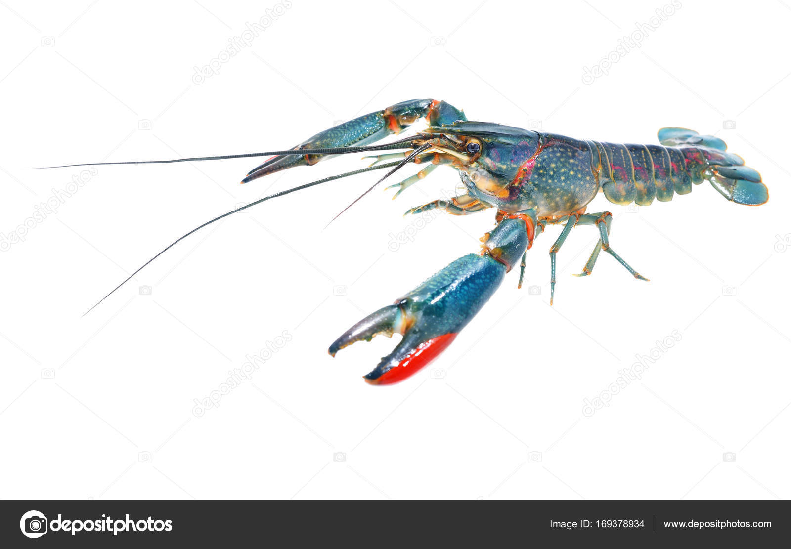 Australian Large Blue Crawdad