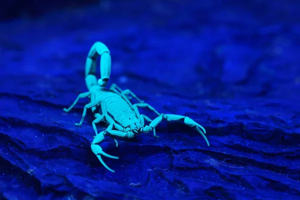 Blue scorpion Stock Photos, Royalty Free Blue scorpion Images ...