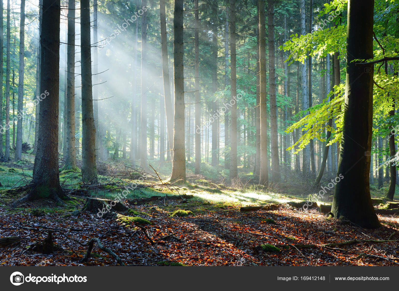 Sun rays in a fog in a misty forest — Stock Photo © alex.stemmer #169412148