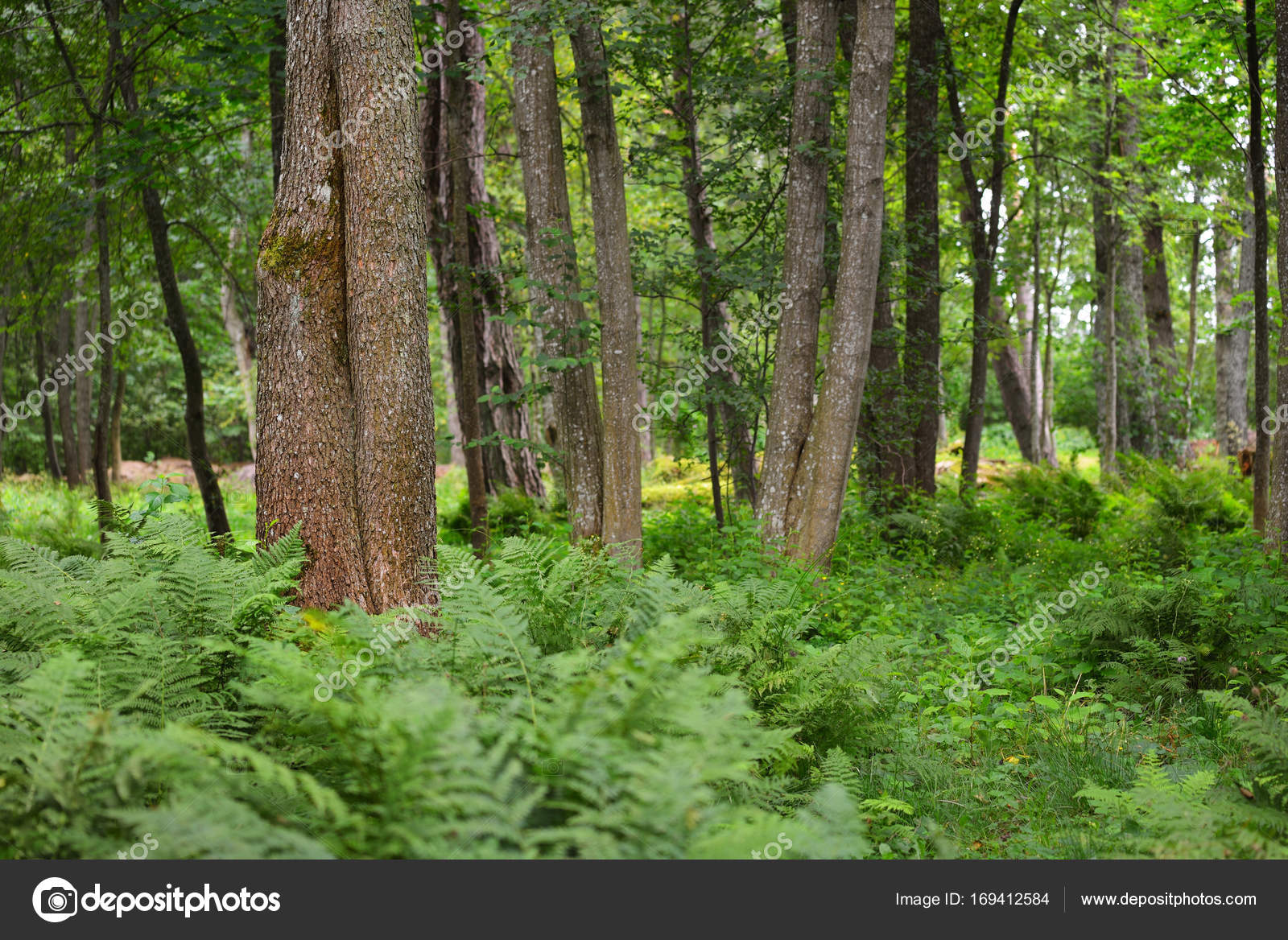Summer vegetation and ferns in a pine forest — Stock Photo © alex ...