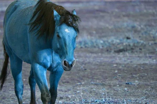 Blue eyes horse Stock Photos, Royalty Free Blue eyes horse Images ...