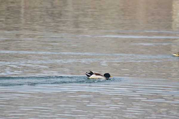 Swimming mallards Stock Photos, Royalty Free Swimming mallards Images ...