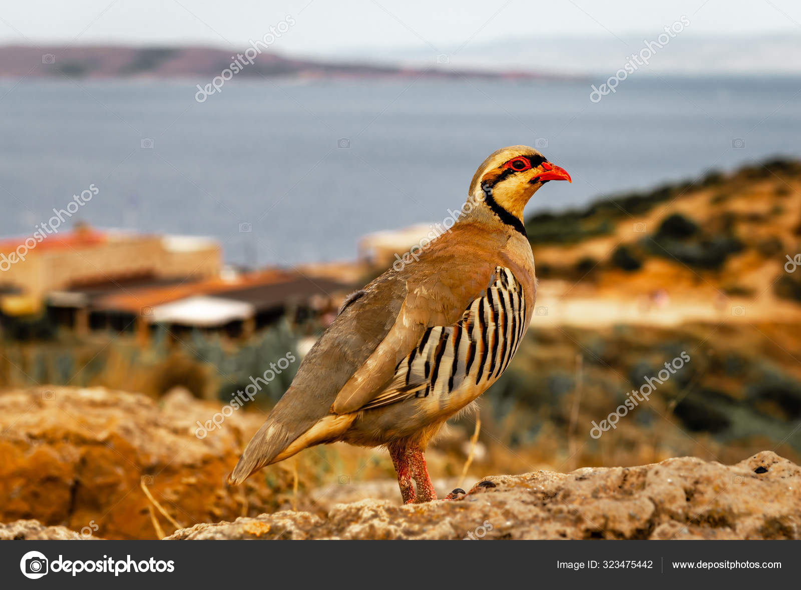 Chukar Partridge Flying