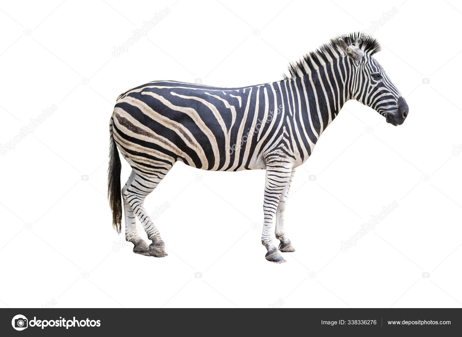 Cebra Aislada Sobre Fondo Blanco — Foto de stock #338336276 © Rewat