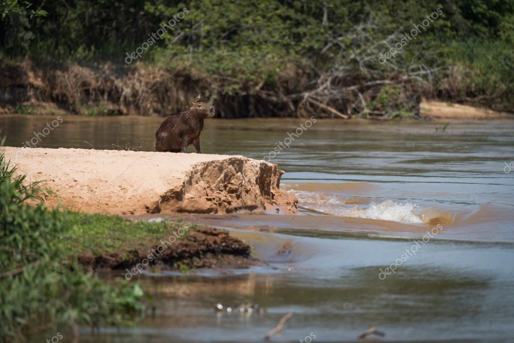 Capybara junto al río con pájaro en la cabeza 2022