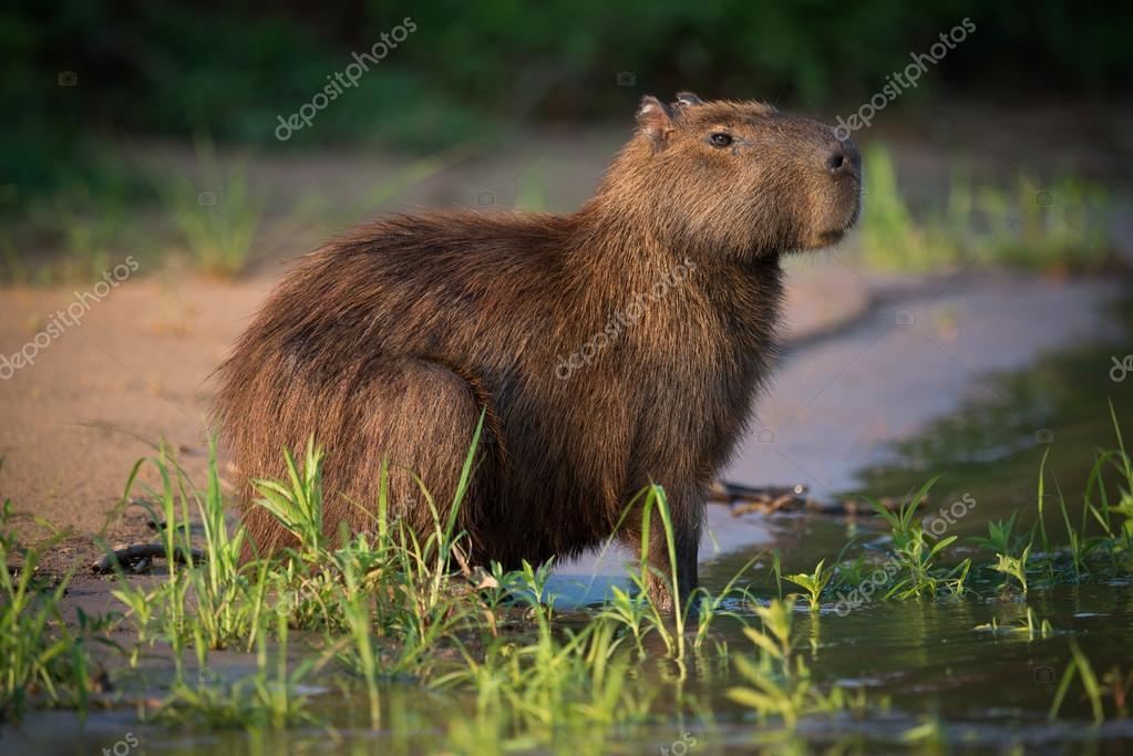 Capybara sentado en la hierba en la orilla del río — Foto de stock ...
