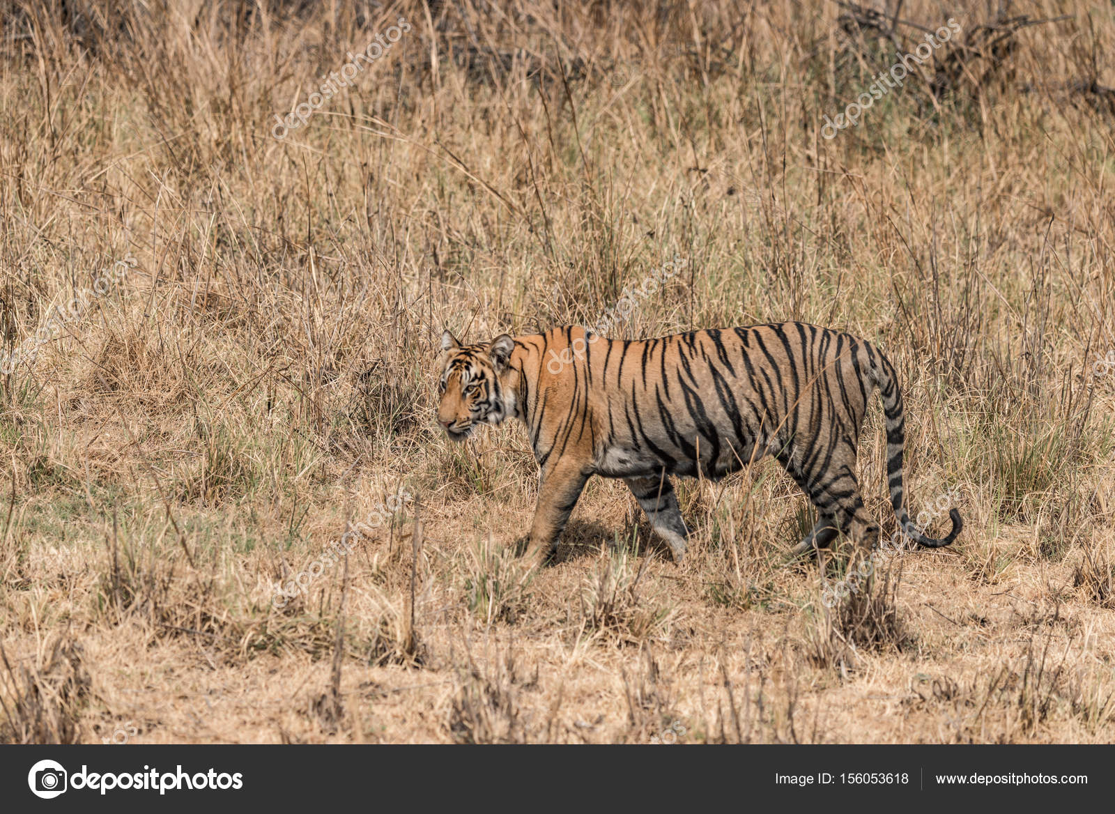 Bengal tiger walks right-to-left in dry grass — Stock Photo © nicholas ...