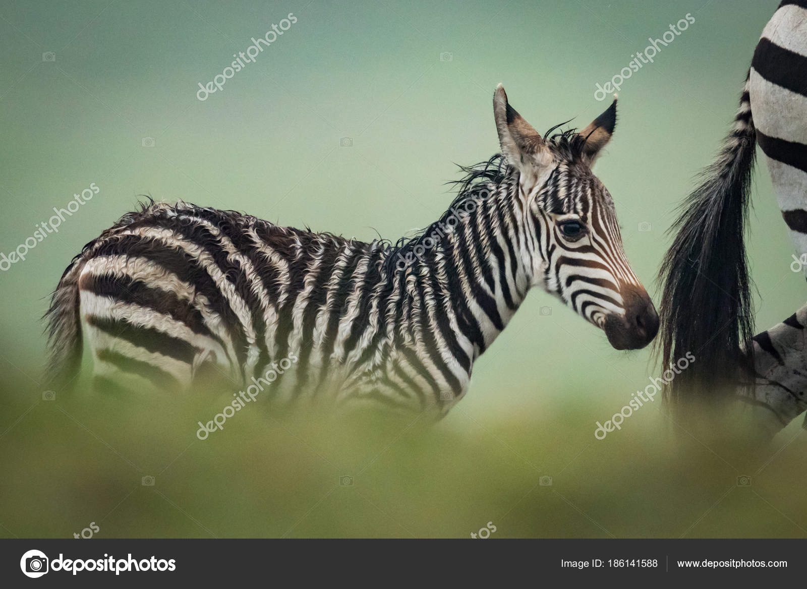 Baby Plains Zebra