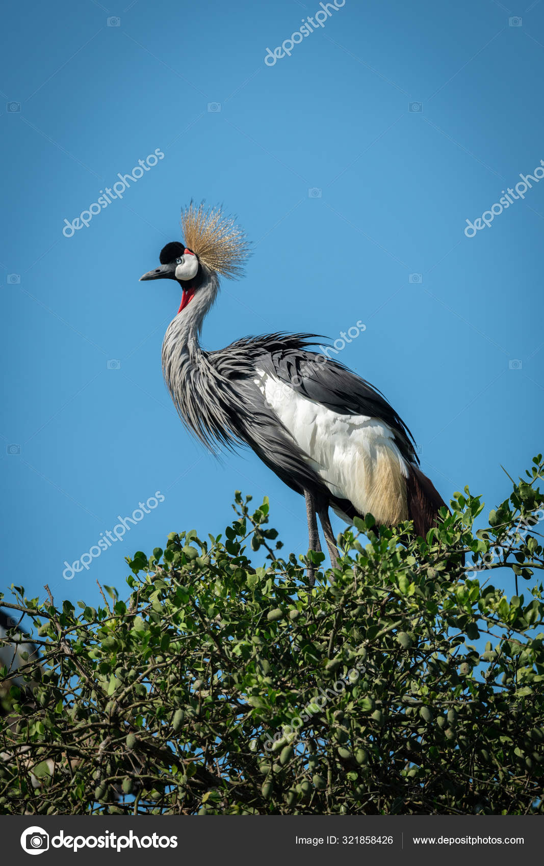 Grey crowned crane in tree facing left Stock Photo by ©nicholas_dale ...