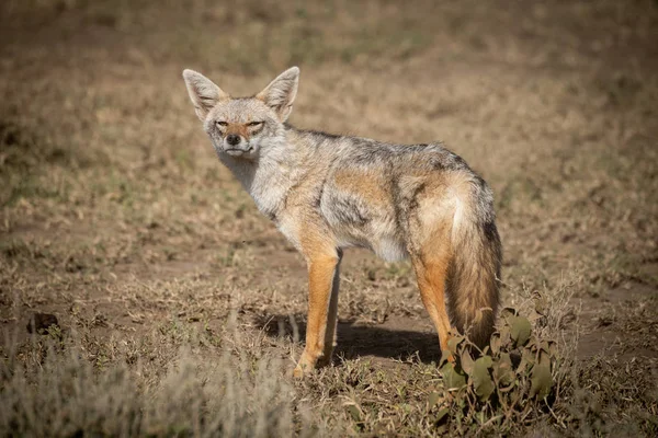Grey jackal Stock Photos, Royalty Free Grey jackal Images | Depositphotos