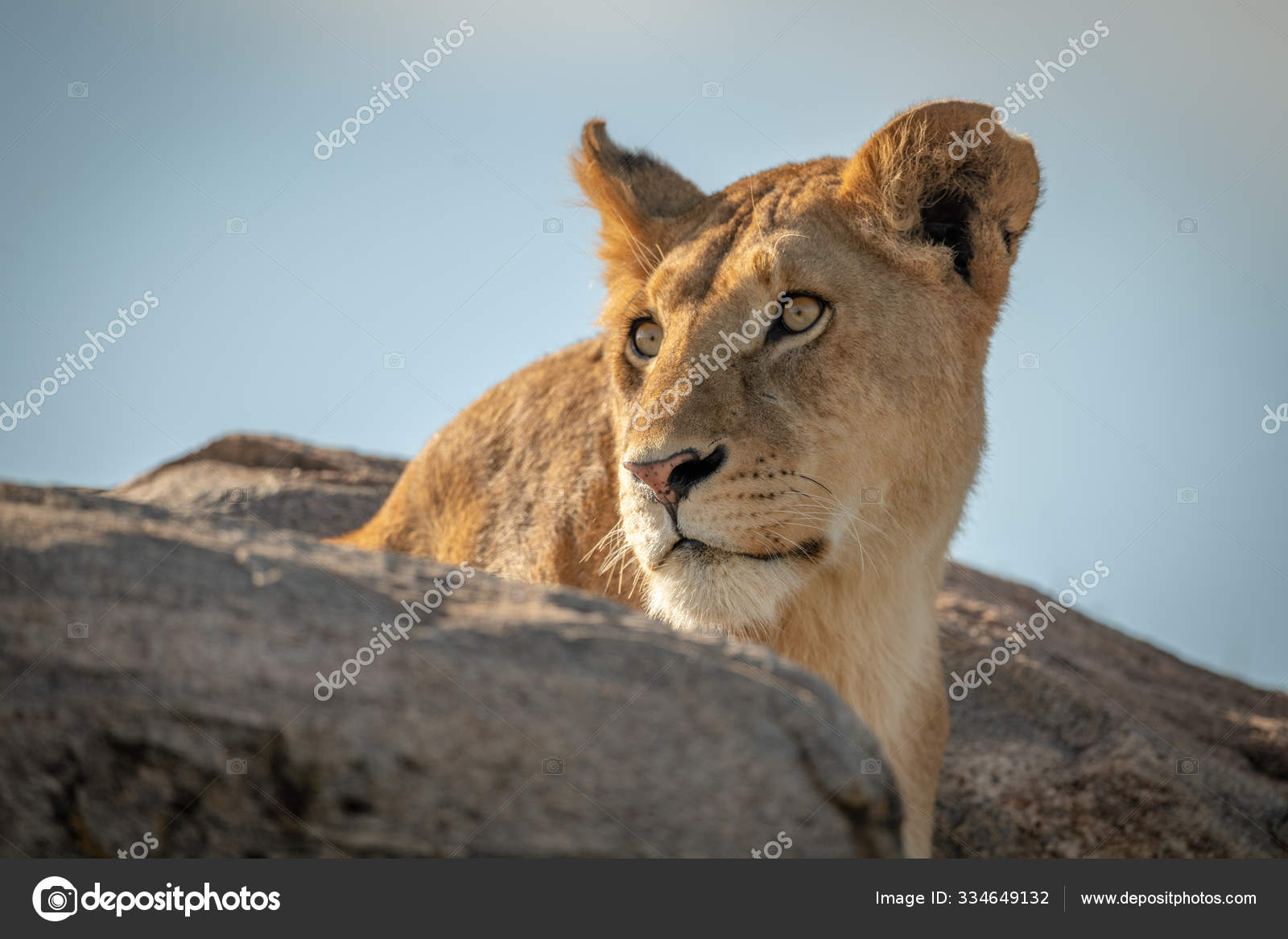 Lioness sits looking back between rocky boulders Stock Photo by ...