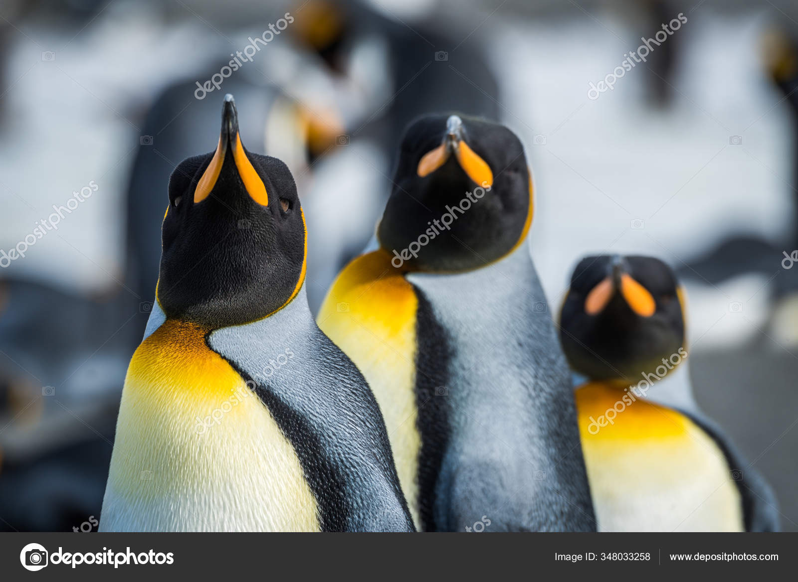 Close Three King Penguins Looking Ahead — Stock Photo © nicholas_dale ...