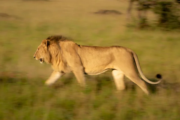 Lion running Stock Photos, Royalty Free Lion running Images | Depositphotos