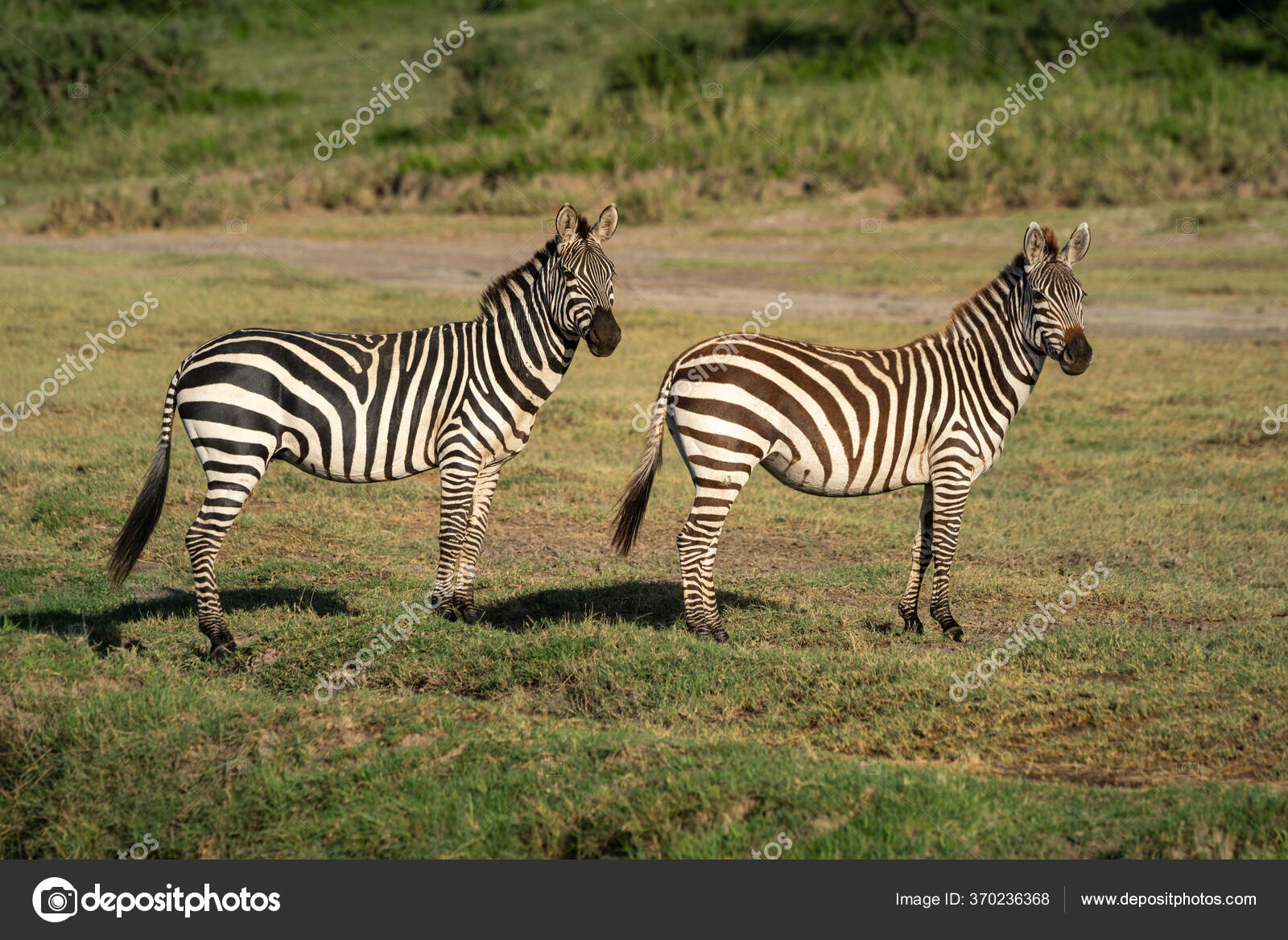 Two Plains Zebra Stand Mirroring Each Other — Stock Photo © nicholas ...