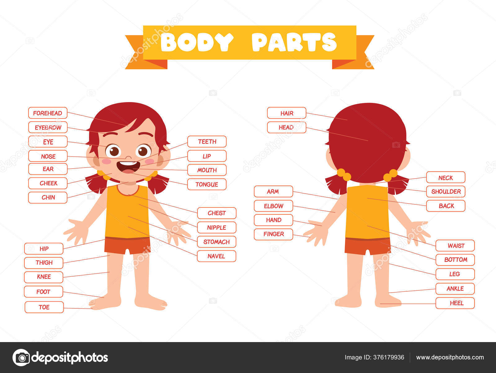 Happy Cute Kid Girl Body Part Anatomy Stock Vector by ©colorfuelstudio ...