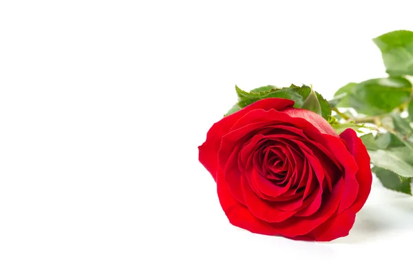 Most Beautiful Single Red Rose