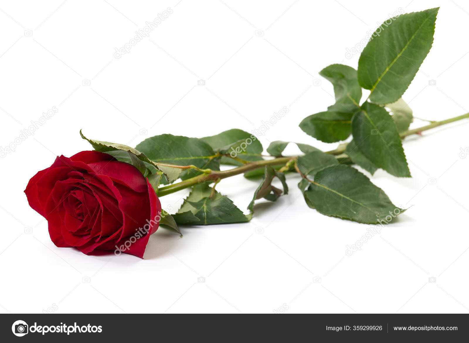 Beautiful Single Rose Flower Images | Best Flower Site