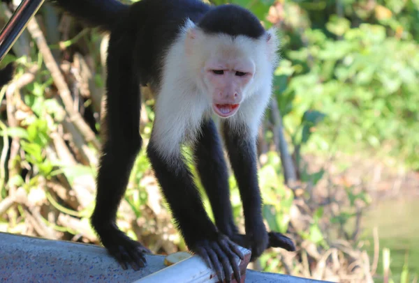 Angry capuchin monkey — Stock Photo © Fotosmurf #5069816