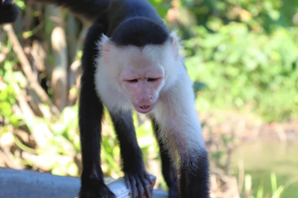 Angry capuchin monkey — Stock Photo © Fotosmurf #5069816