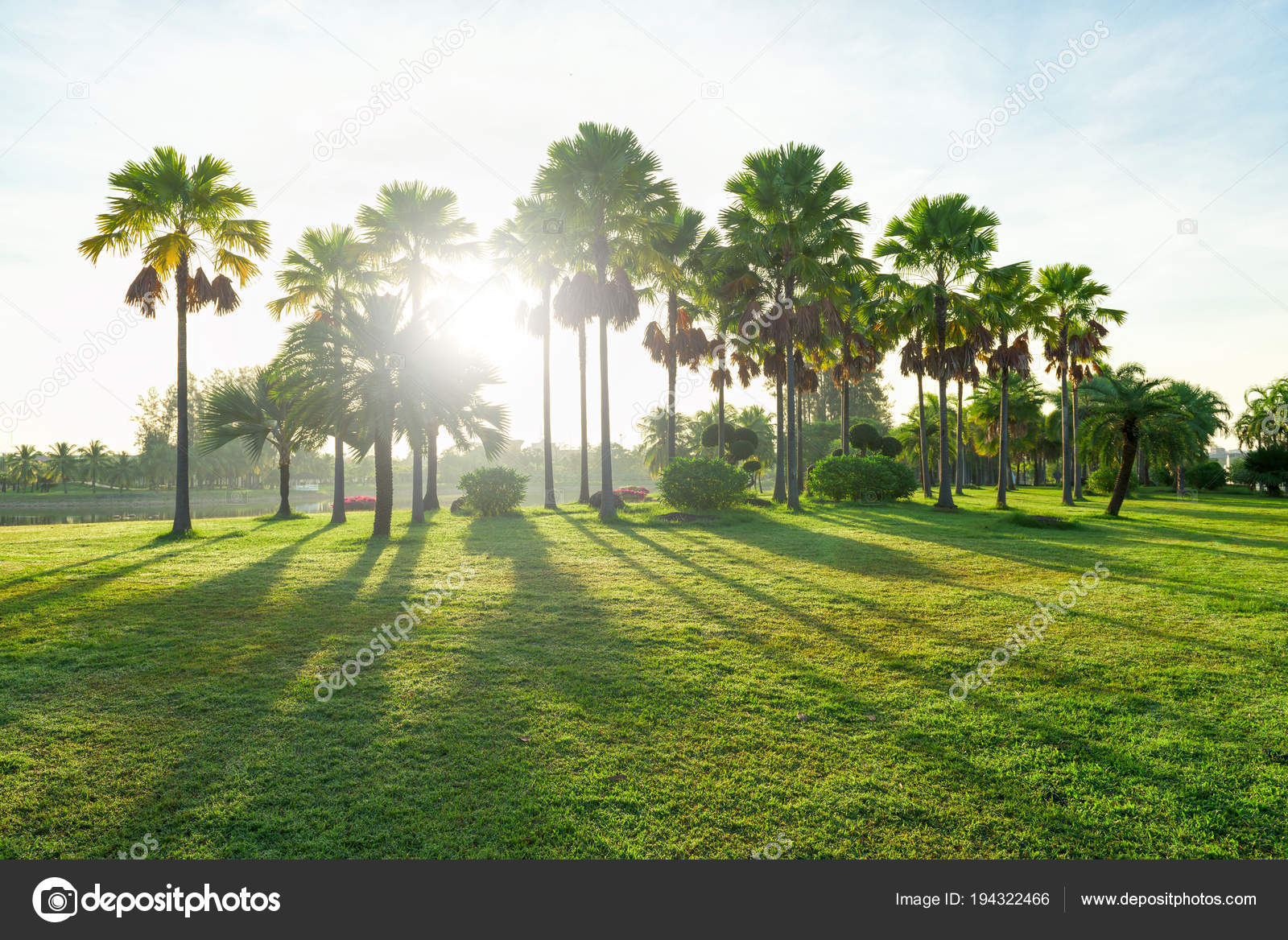 Landscape Pictures With Palm Trees