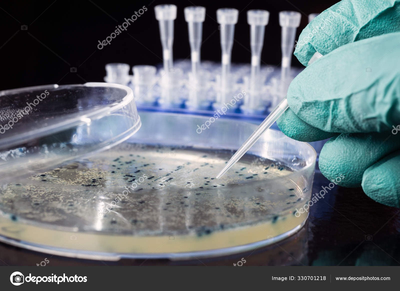 Picking up bacterial colonies from agar plate — Stock Photo ...