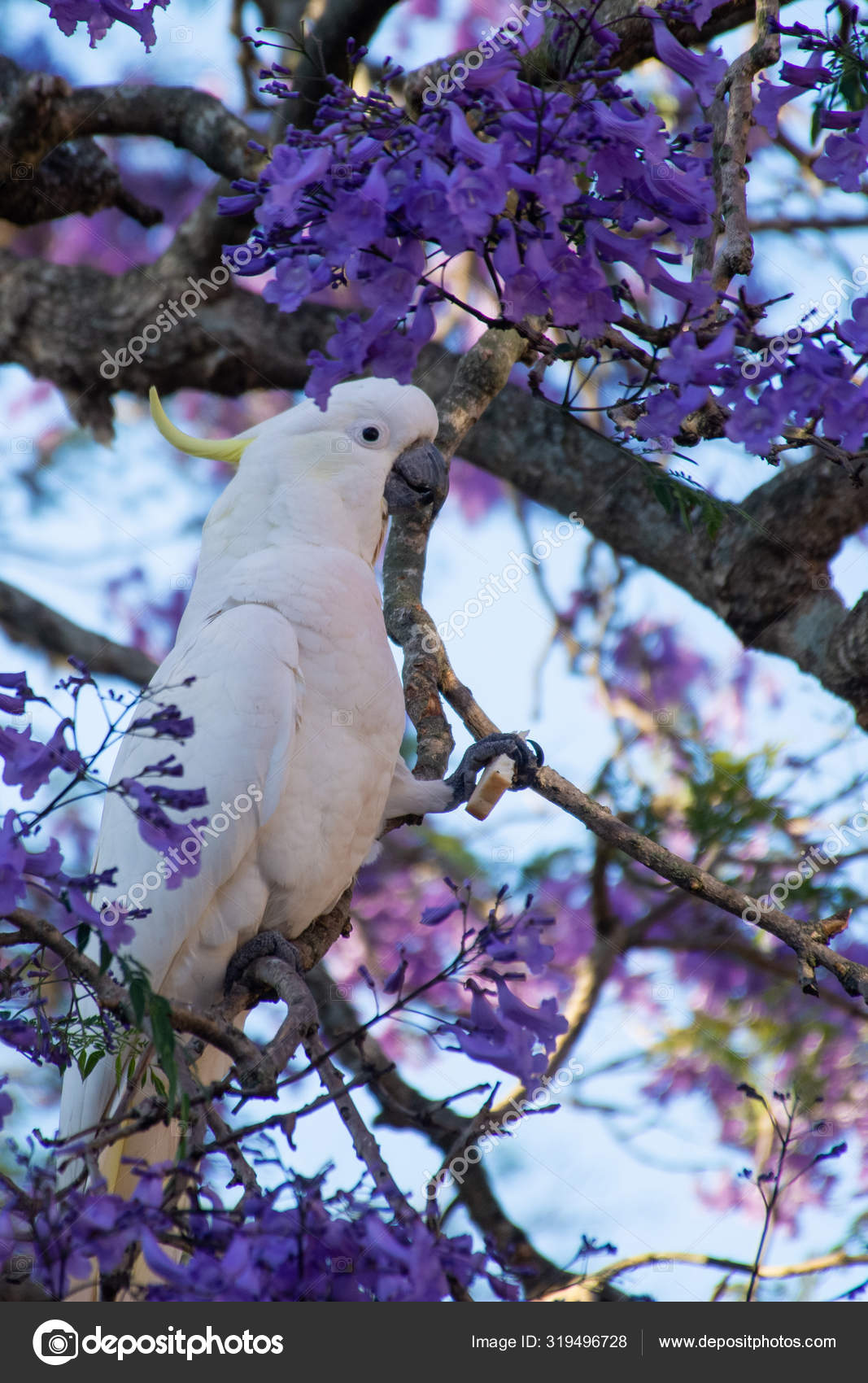 Purple Cockatoo