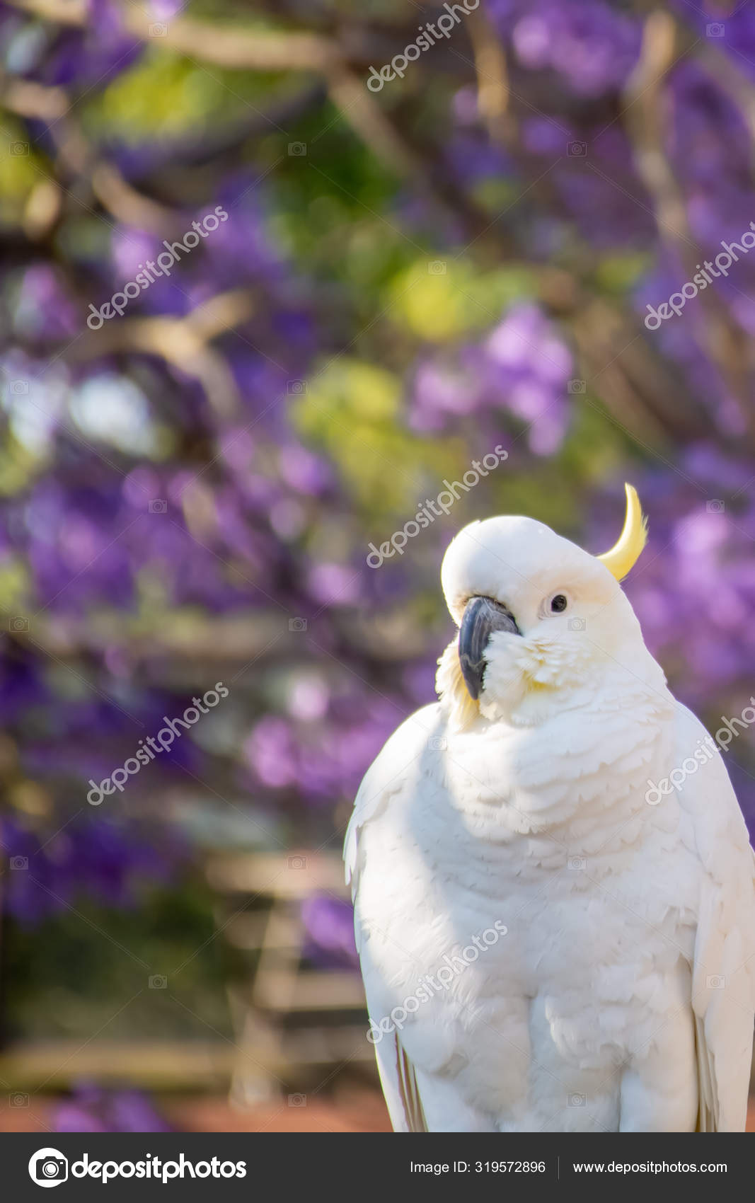 Purple Cockatoo