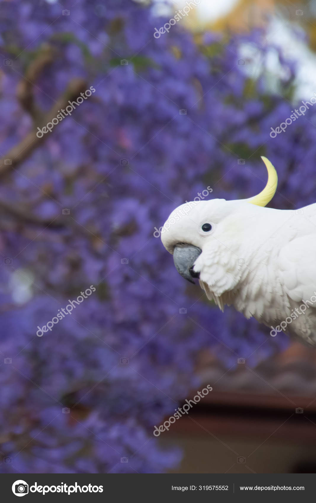 Sulphur-crested cockatoo seating on a roof near beautiful purple ...