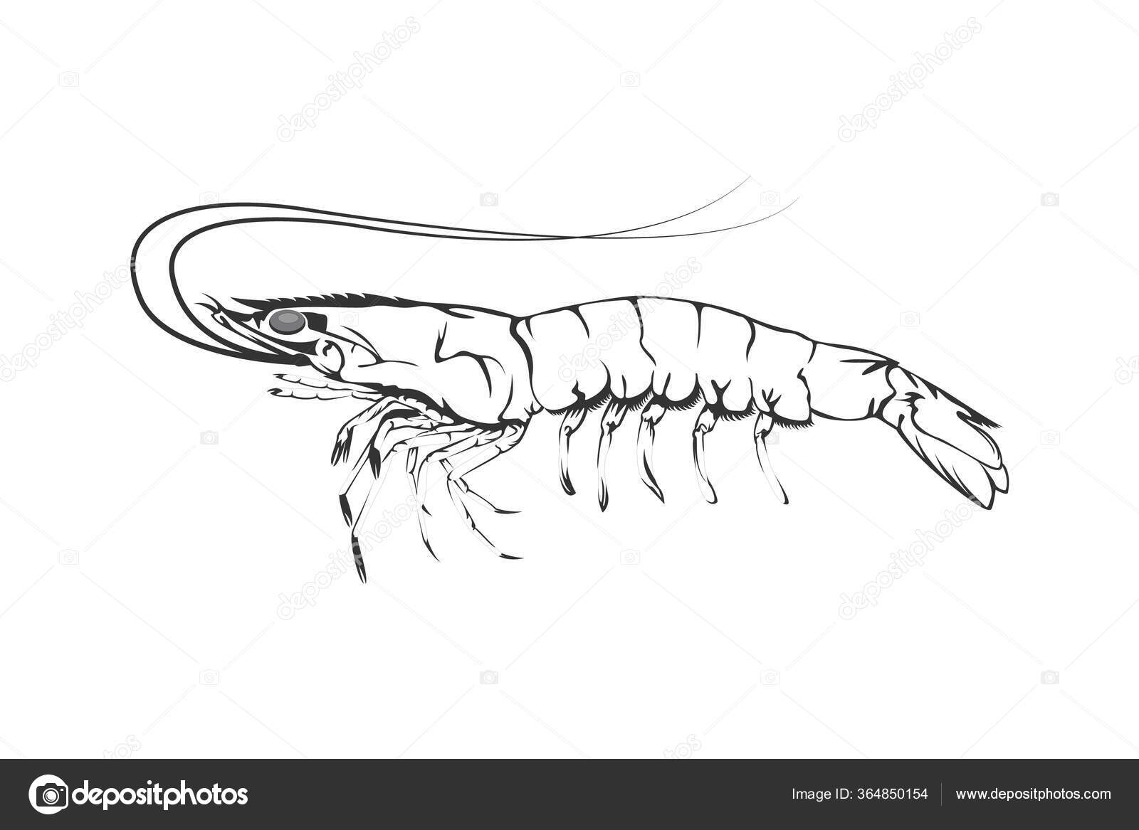 Vector Illustration Design Element Prawn Shrimp Isolated White ...