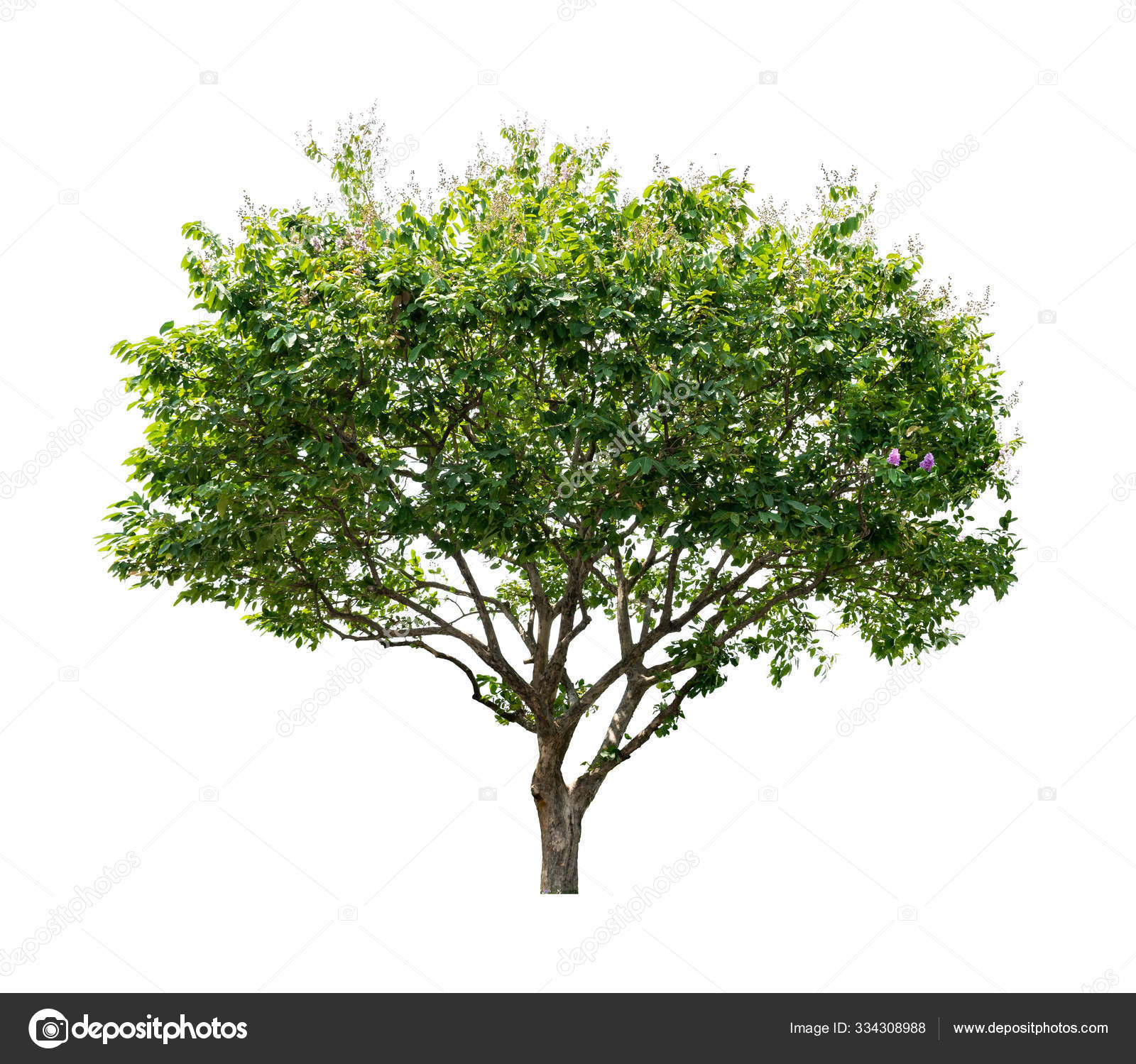 Árbol Aislado Sobre Fondo Blanco Para Uso Diseño Arquitectónico Más ...