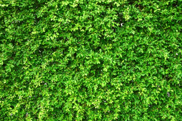 Leaf wall texture Stock Photos, Royalty Free Leaf wall texture Images ...